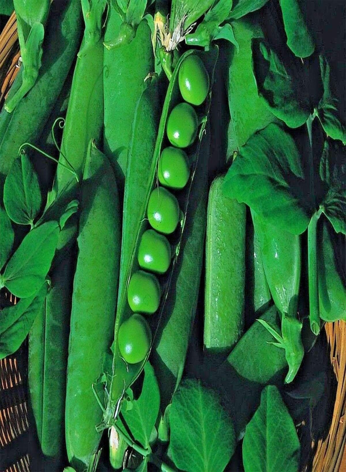 GGOOT Pea Early Onward - Pisum sativum 'Early Onward' Vegetable Seeds ...