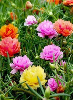 GGOOT Mixed Color Moss-Rose Purslane Double Flower Seeds 100+ Portulaca ...