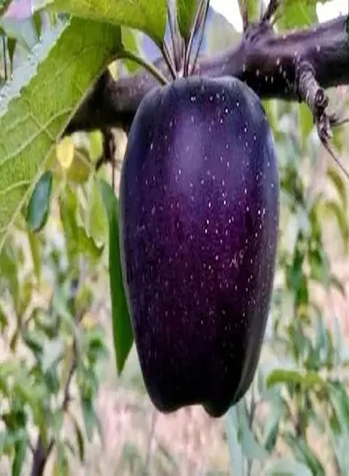GGOOT 20pcs Black Apple Seeds Grafting Propagation High Nutrition Level ...