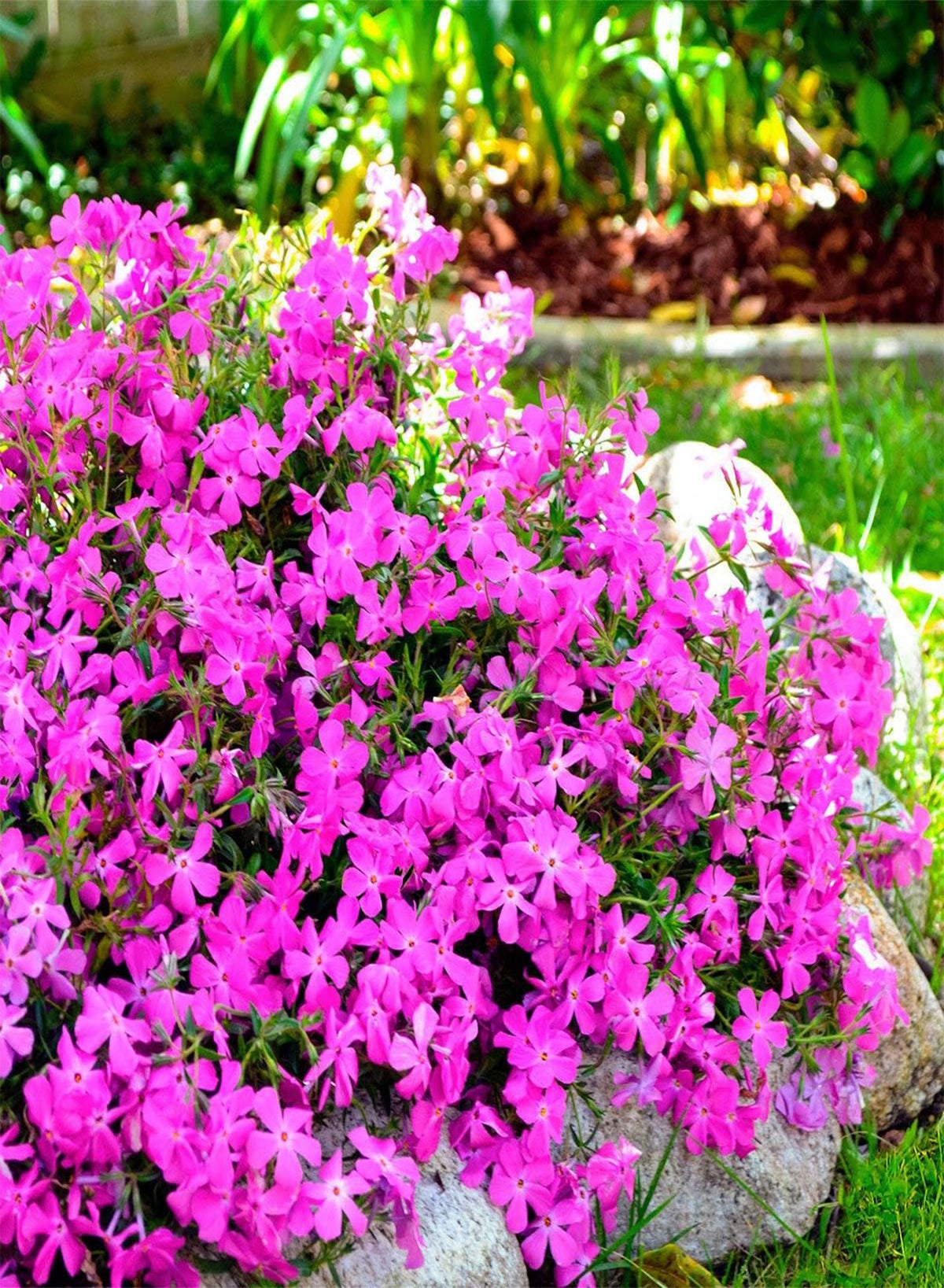 GGOOT - Scented Carpet Phlox Seeds Ground Cover Creeping Thyme ...