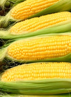GGOOT Suttons Sweet Corn Seeds - Moonshine F1, Sweetcorn Seeds, Zea ...
