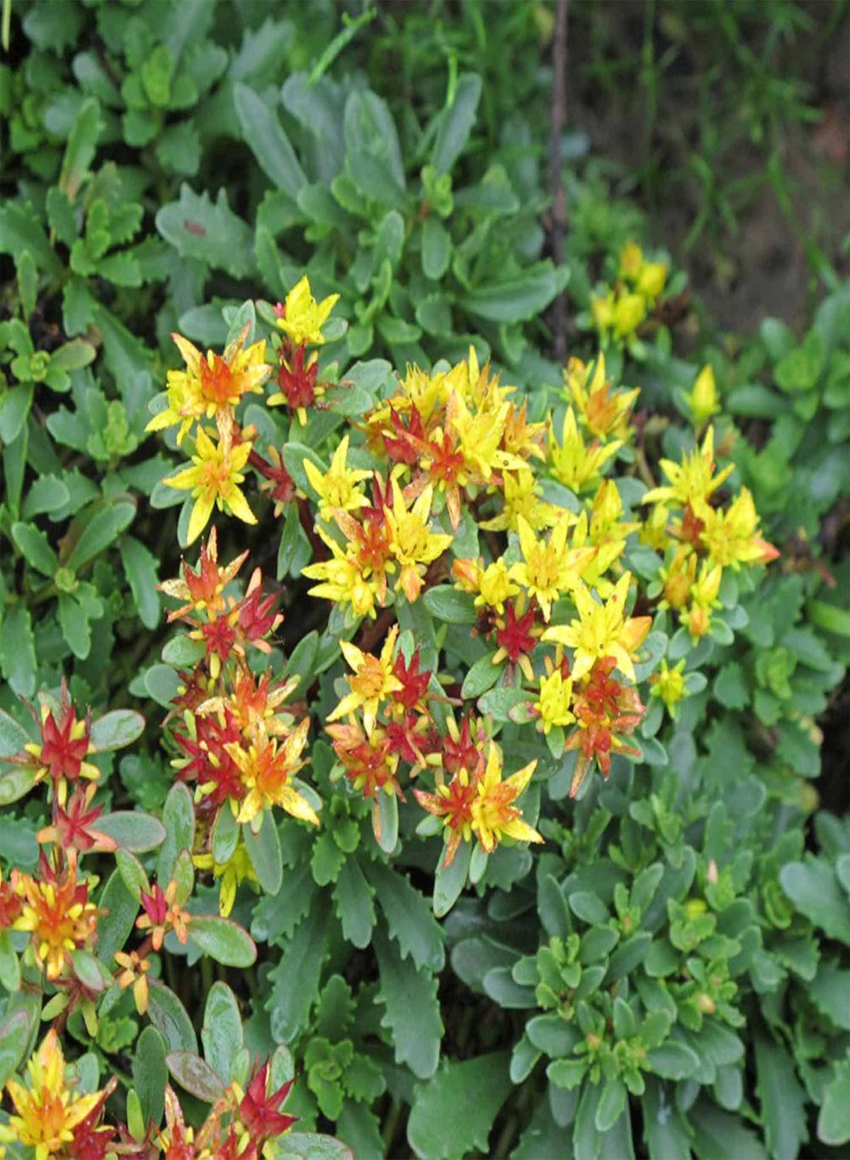 GGOOT Sedum Potted Garden Plant Hardy Perennial Kamt Plenum ...