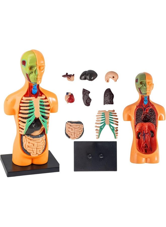 REES52 Human Body Model for Kids STEAM Toys Ages 4-7, Kids Science Kits ...