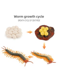 Generic Realistic Small Animal Model Toys Growth Life Cycle Frogs ...