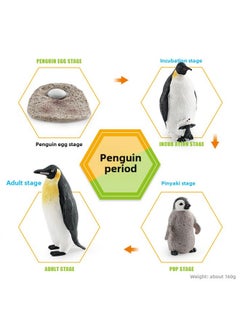 Generic Realistic Small Animal Model Toys Growth Life Cycle Frogs ...