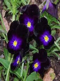 GGOOT 10 Viola Flower Seeds | Best Price UAE | Dubai, Abu Dhabi
