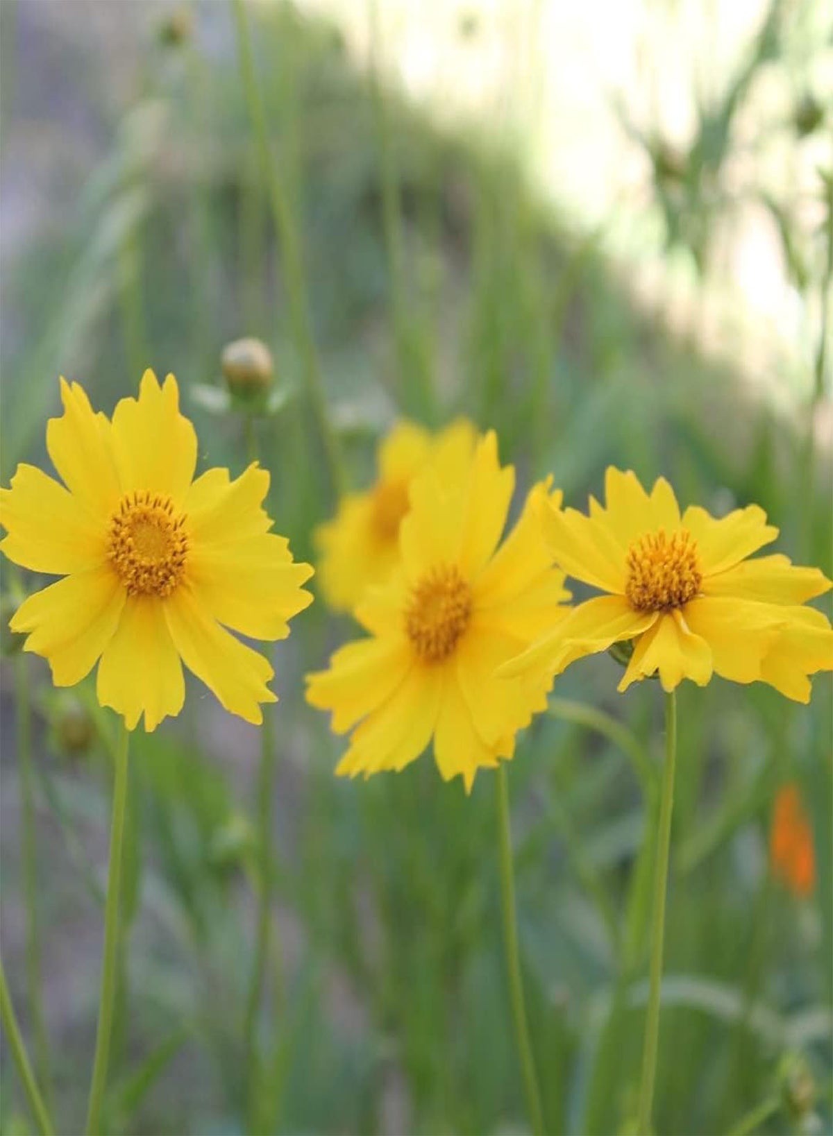 GGOOT Tickseed 'Mayfield Giant' - Coreopsis grandiflora 'Mayfield Giant ...