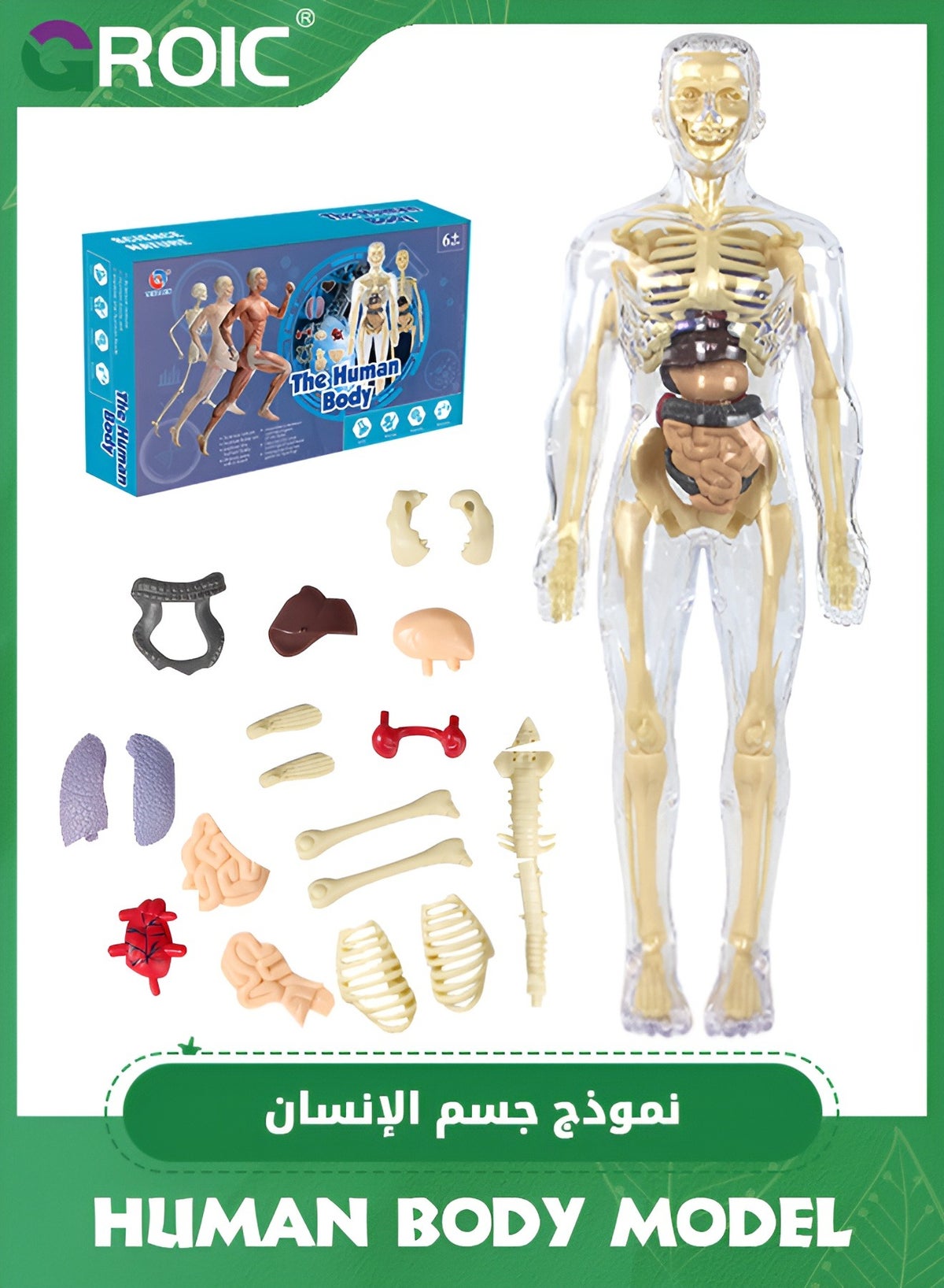 GROIC Human Body Model for Kids,nteractive Anatomy Model with Bones ...