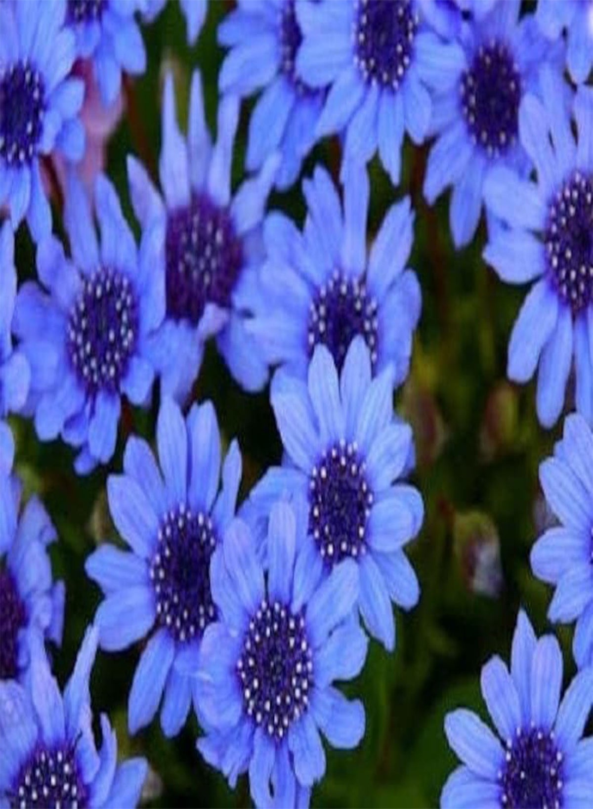 GGOOT 50 Blue Felicia Daisy Flower Seeds Felicia Heterophylla Felicia ...