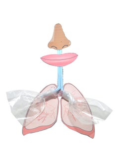 ProjectsforSchool Working Model Of Lungs Easy DIY Kit | Best Price UAE ...