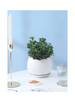 Shuer Flower Shaped Indoor Flowerpot Modern Simple Plant Pot With ...